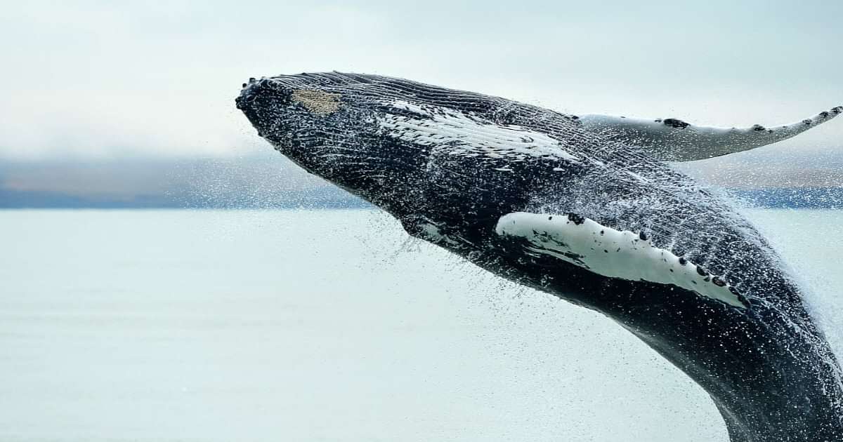 Summer Private Tour Through Breathtaking Iceland | Arctic Face