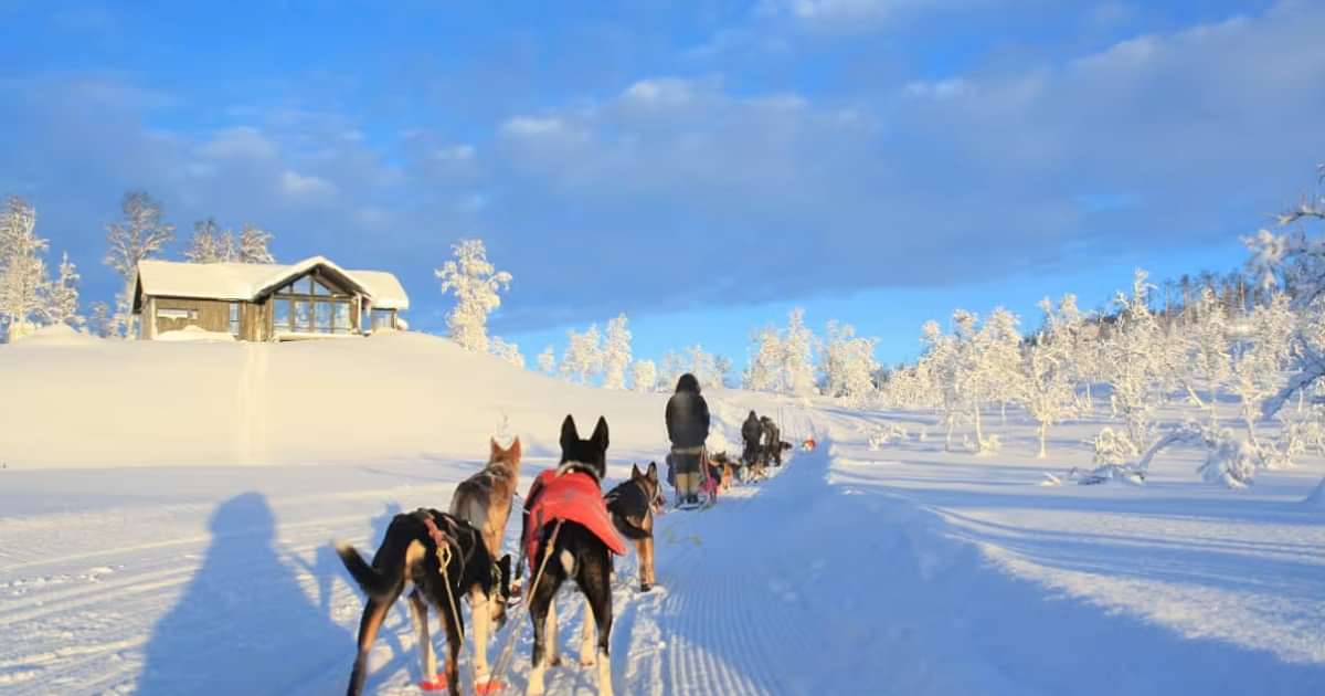Dogsledding Tour